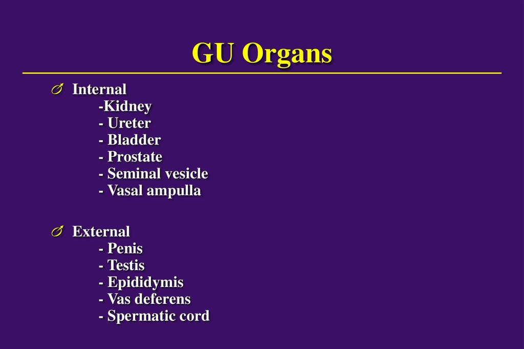 Genito-Urinary Examination - презентация онлайн