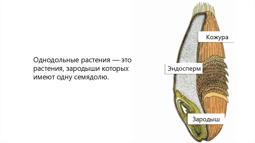 Строение семян Изучение строения семян однодольных растений