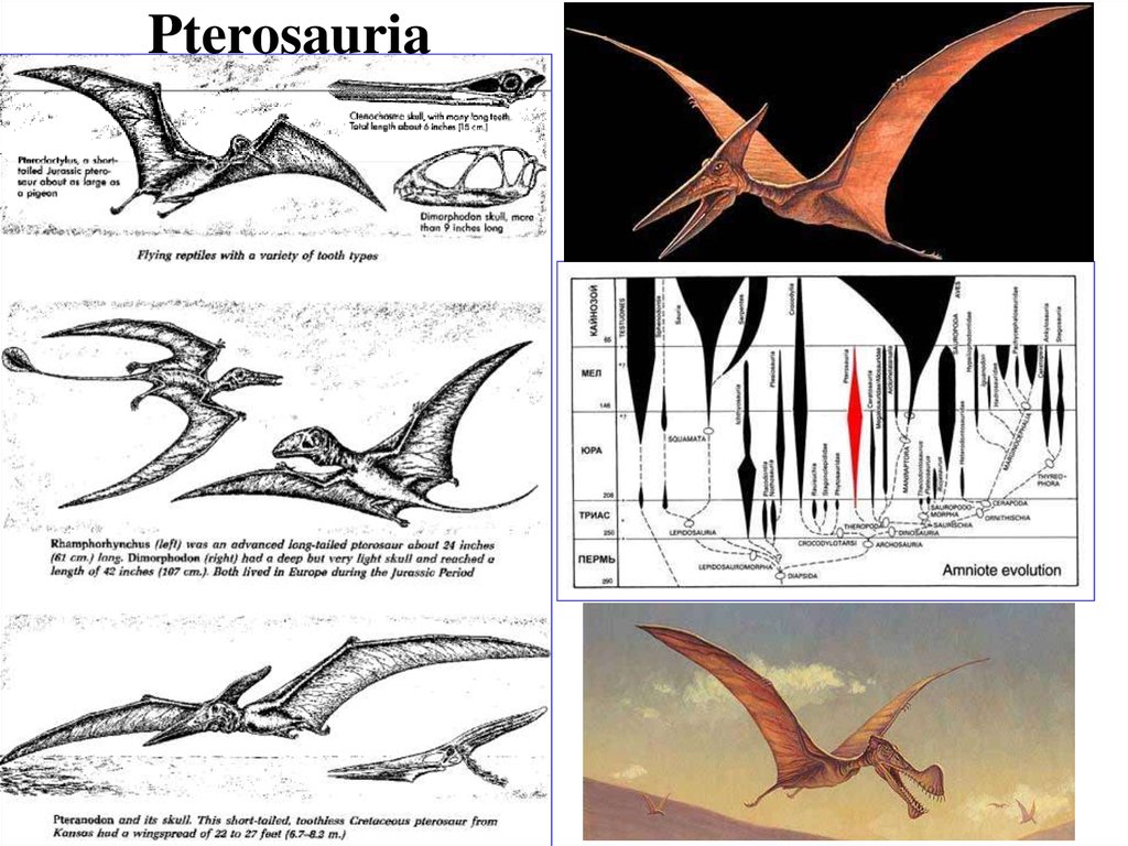 Историческая геология - презентация онлайн
