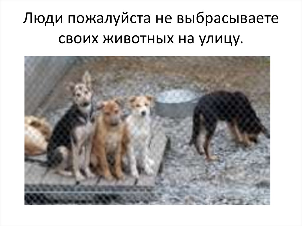 Отлов бездомных животных презентация онлайн