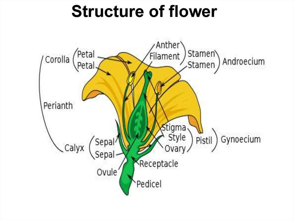 Structure Of Flower Morphology Of Flower Double Fertilization 