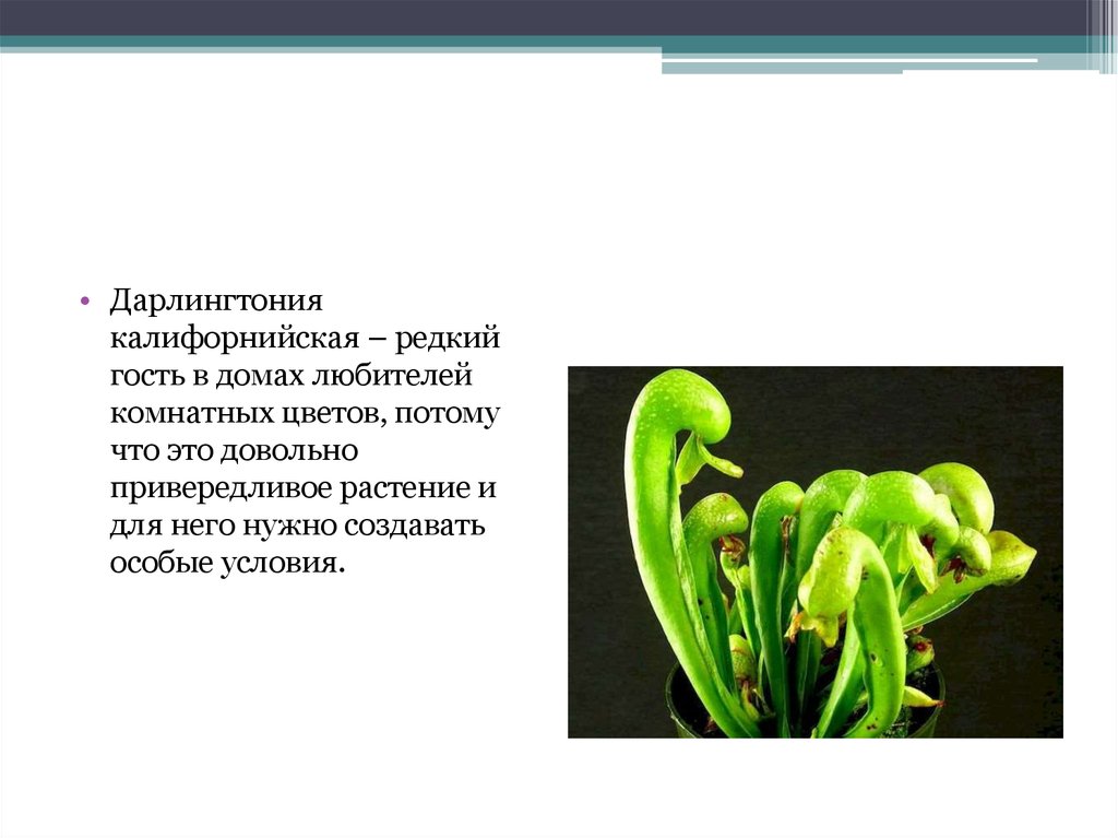 Дарлингтония калифорнийская - презентация онлайн