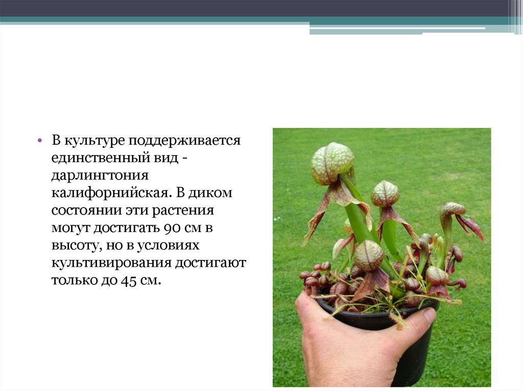 Дарлингтония калифорнийская - презентация онлайн