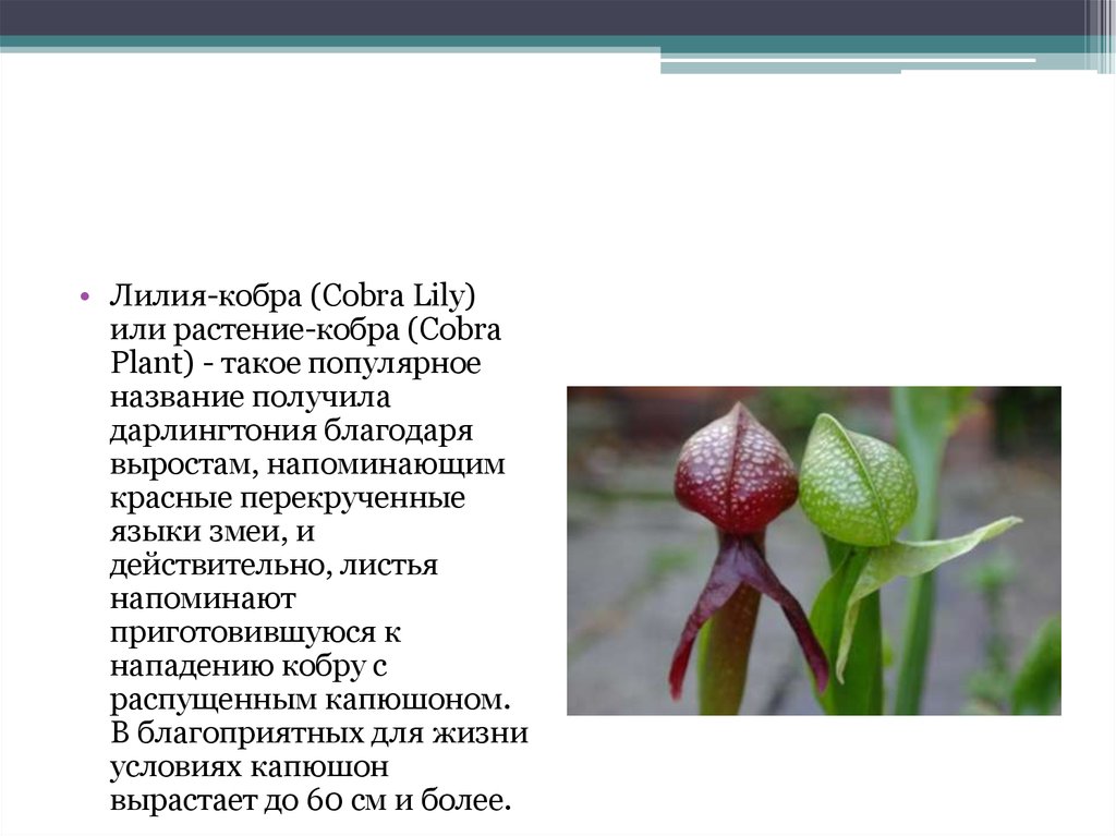 Дарлингтония калифорнийская - презентация онлайн