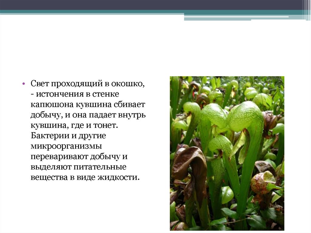 Дарлингтония калифорнийская - презентация онлайн