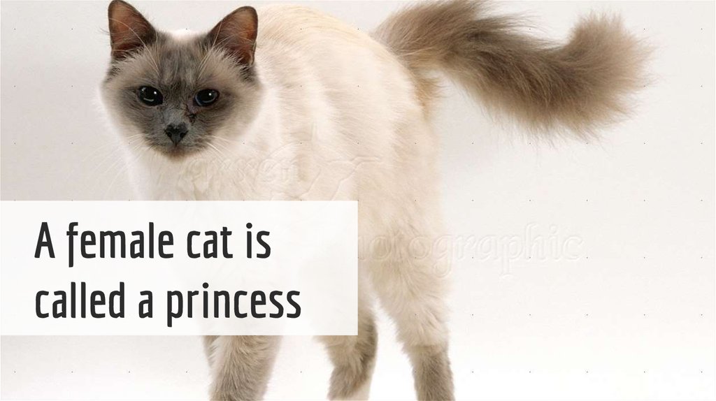 True and false cat facts - презентация онлайн