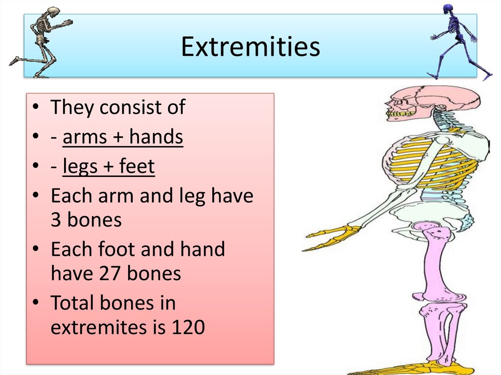 Parts Of Human Skeleton 