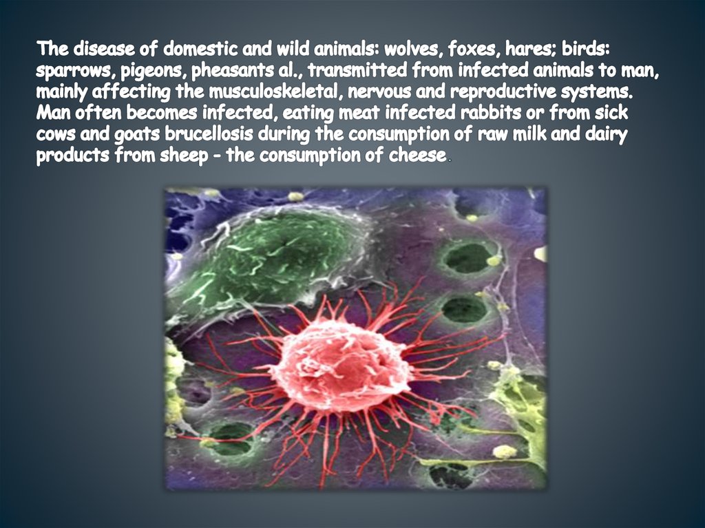 Diseases transmitted from animals to humans. Zoonoses - online presentation