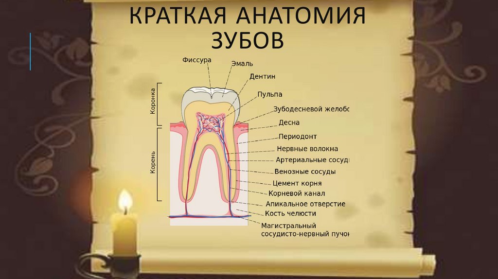 Зубы в клинической практике врача рентгенолога - презентация онлайн