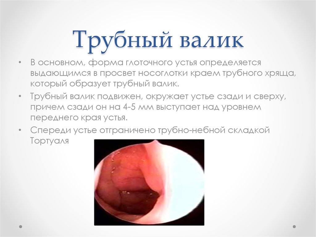 Анатомия слуховой трубы - презентация онлайн