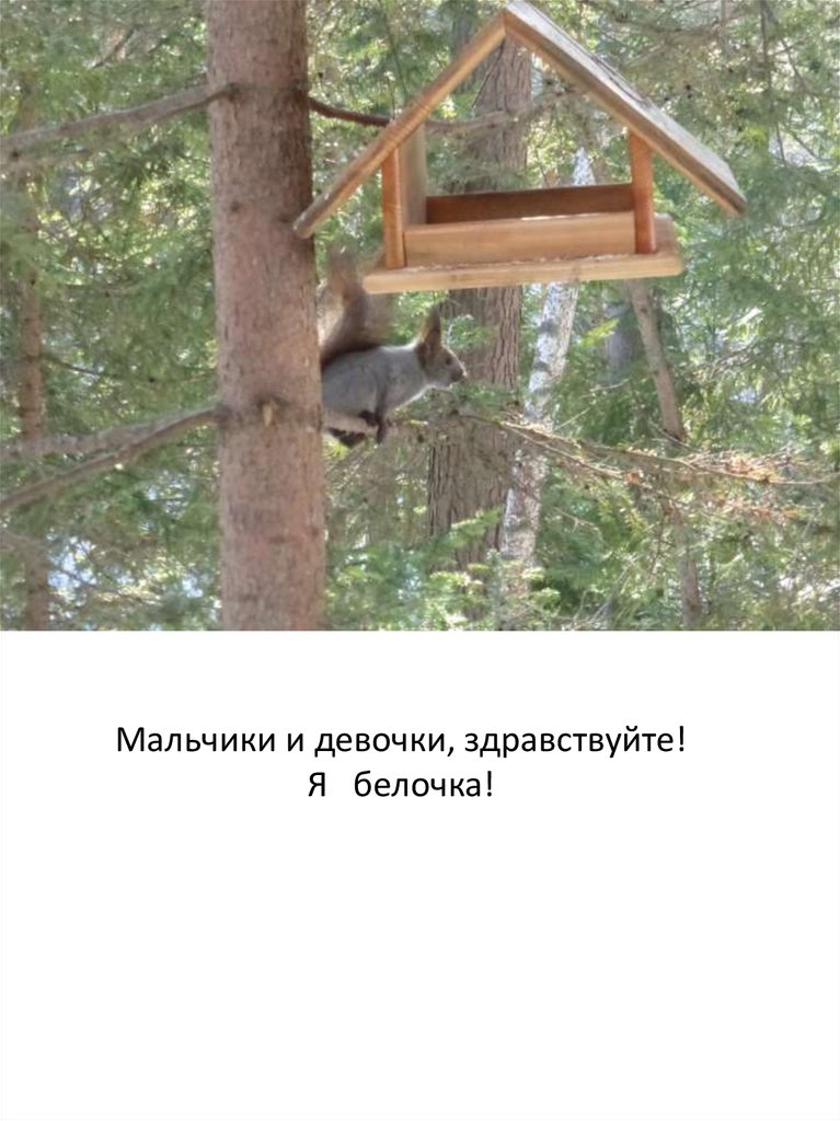 Кормушка для белки - презентация онлайн