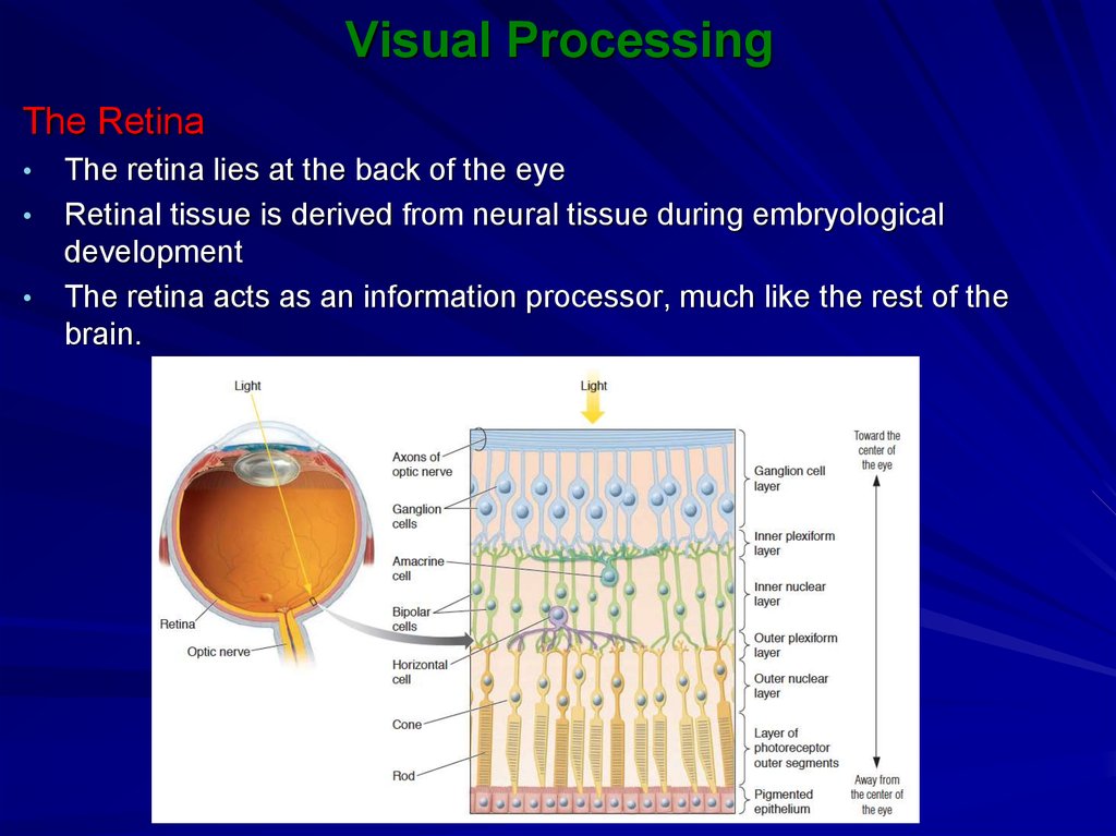 Visual Processing Online Presentation