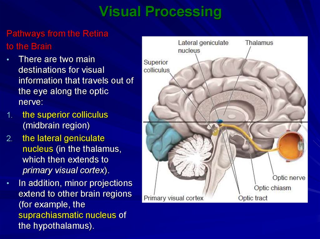 Visual Processing Online Presentation