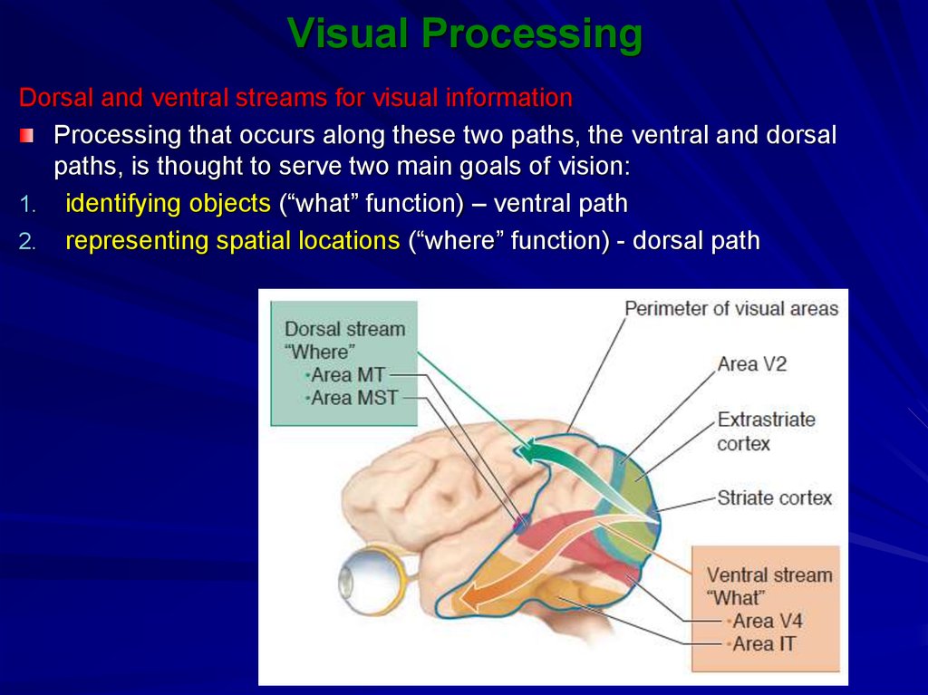 Visual Processing Online Presentation