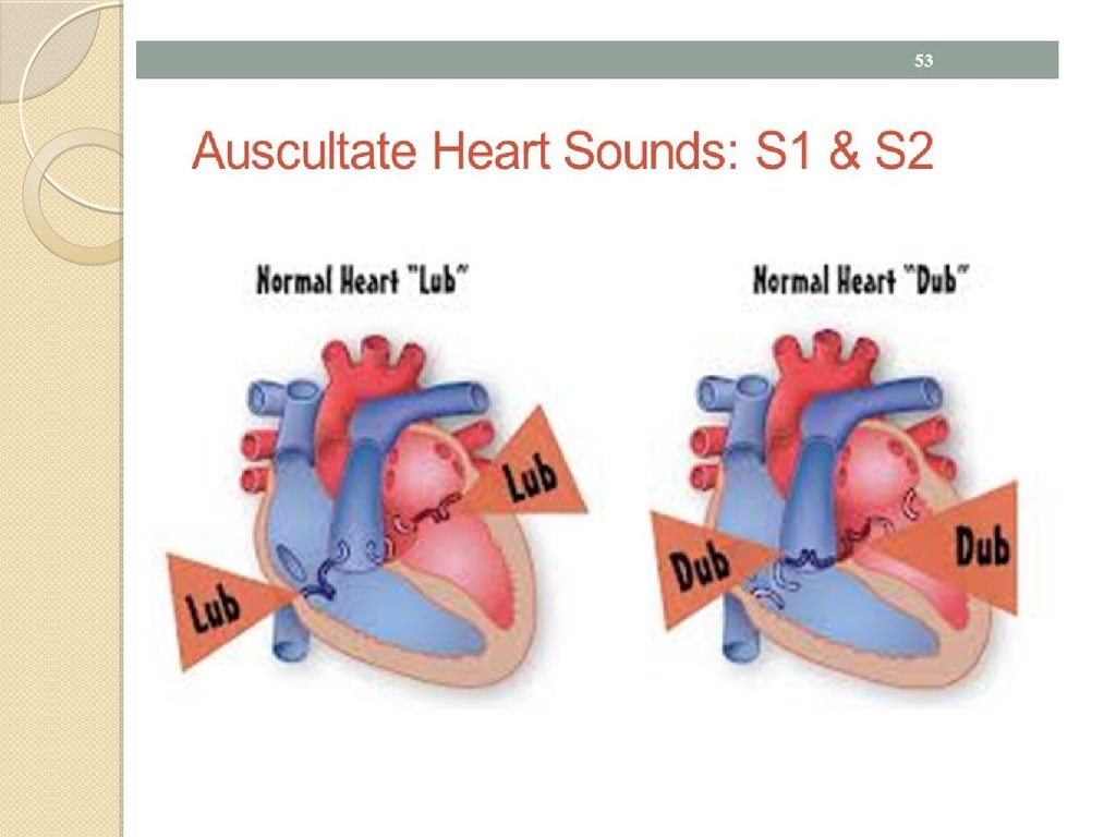 The Heart Sounds 