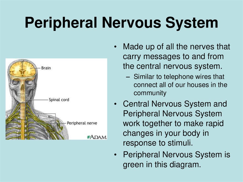 The Nervous System 